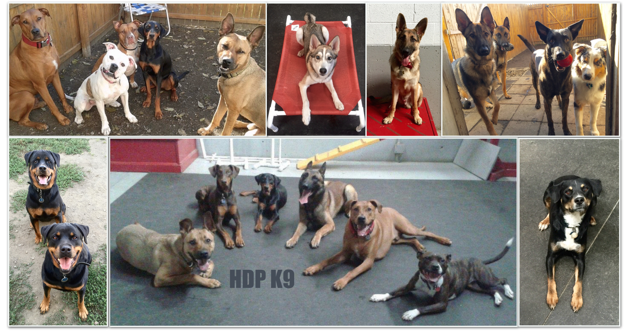 HDP K9 – Throughout the Years