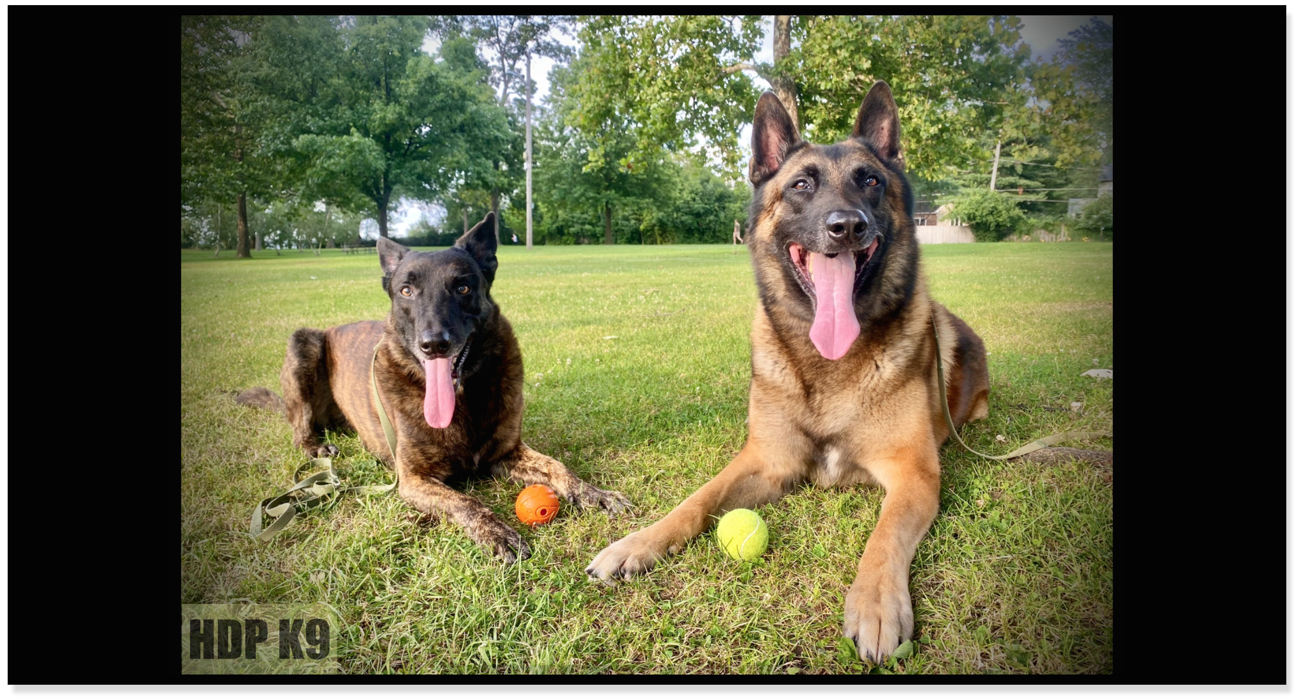 Private Training Lessons - HDP K9